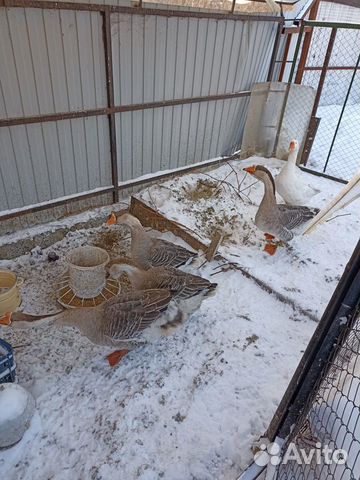 Холмогорские гуси на племя