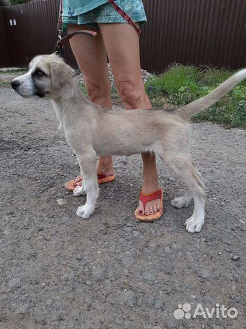 Щенок в добрые руки