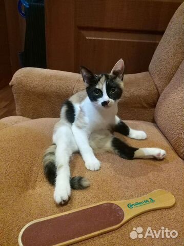 Котята 3 месяца