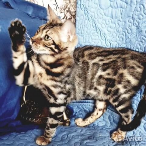 Бенгальская кошечка