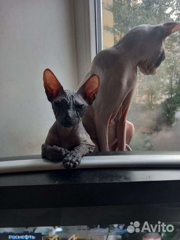 Донской сфинкс котята