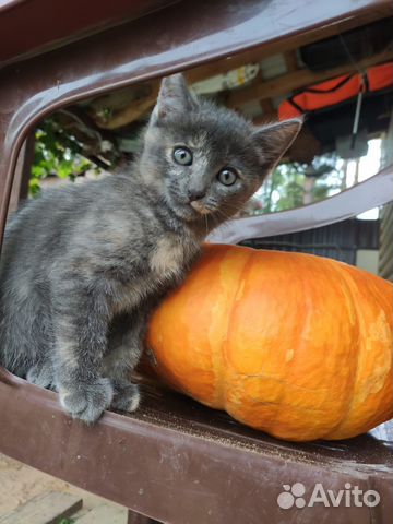 Супер кошечка,метис русской голубой