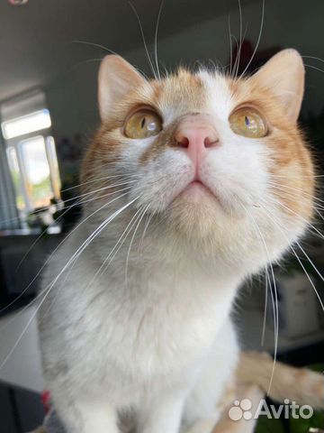 Кошка