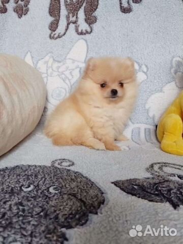 Померанский шпиц девочки