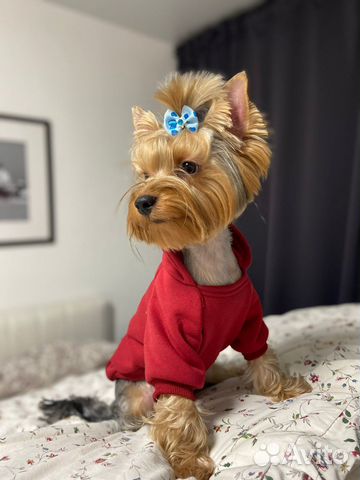 Ищем невесту