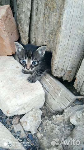 Ушастики в добрые руки