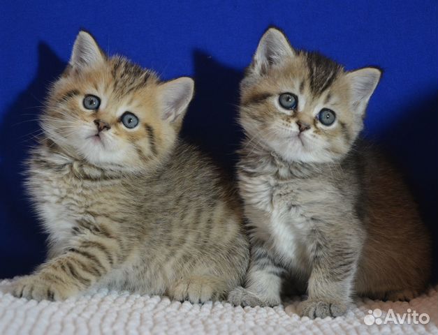 Золотые британчики