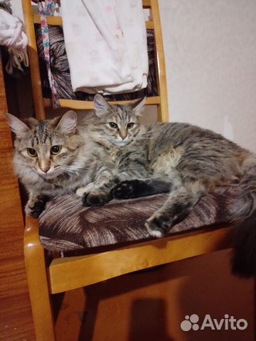 Кошачии милашки