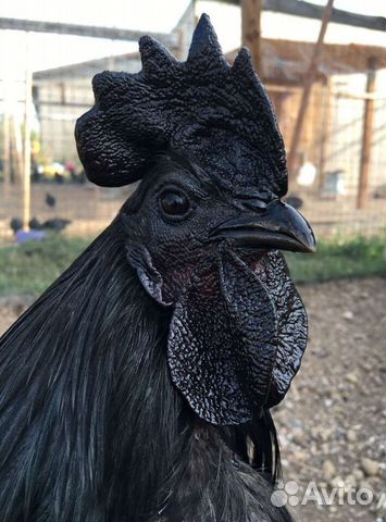 Цыплята Аям цемани