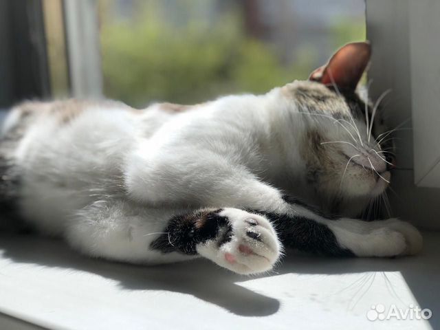 Отдам котёнка 11 месяцев в добрые руки