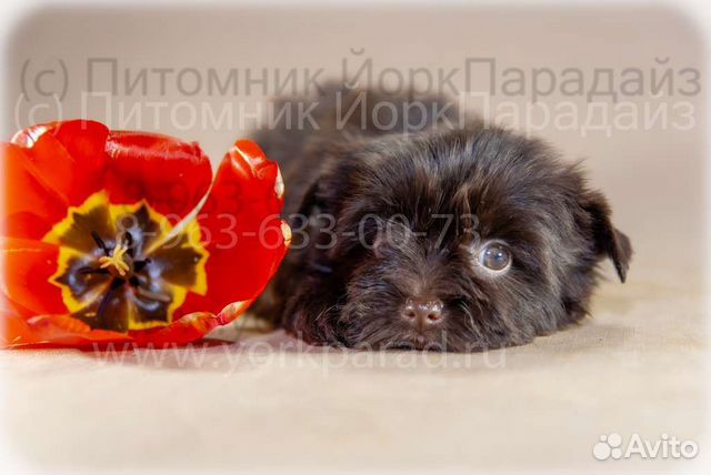 Миниатюрная шоколадка