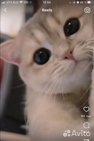 Ищу котенка (девочку) золотой - голубой шиншиллы