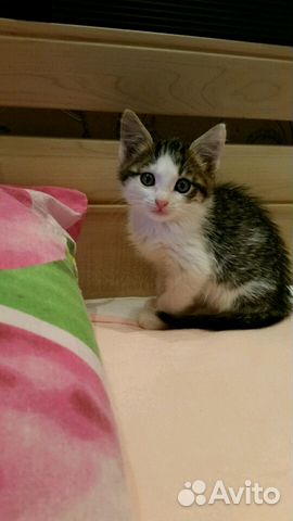 Котенок в дар мальчик 2.5 мес