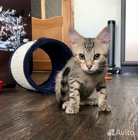 Котенок бойцовской породы