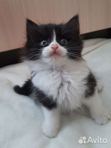 Котенок в маске