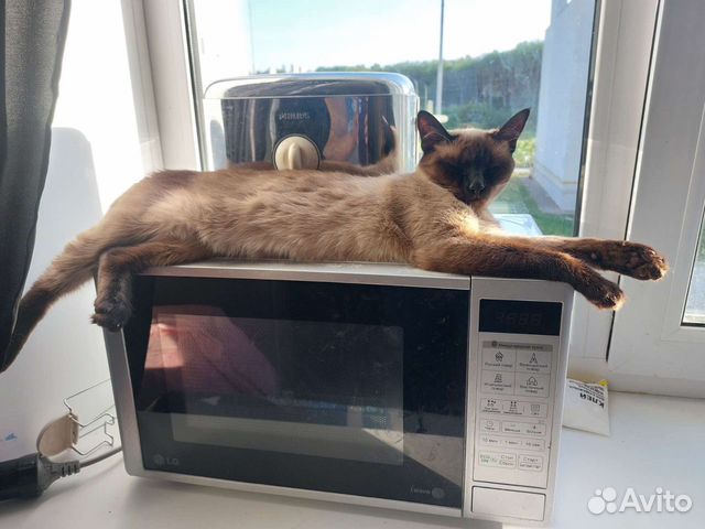Отдам тайскую кошечку в добрые руки