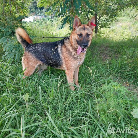 Немецкая овчарка девочка в добрые руки