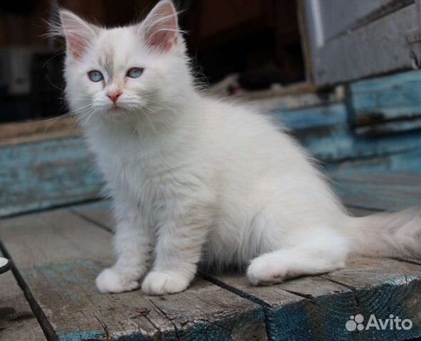 Невская красавица