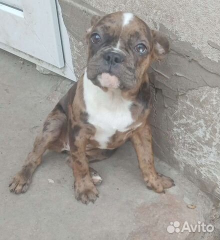 Французский бульдог