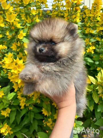 Померанский шпиц