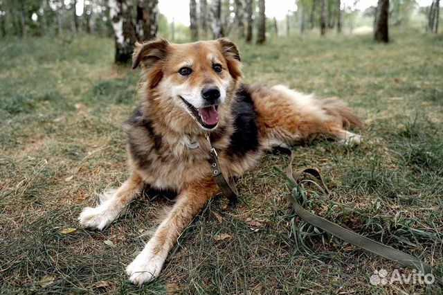 Собака в добрые руки