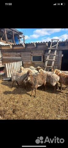 Бараны, овцы, быки, оптом