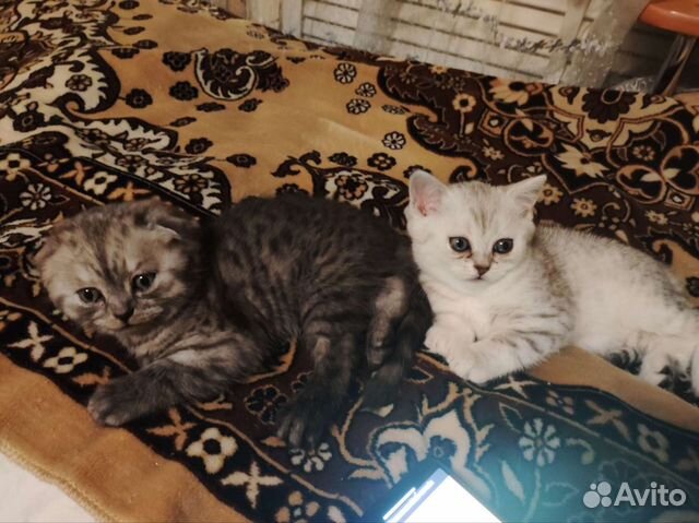 Британская