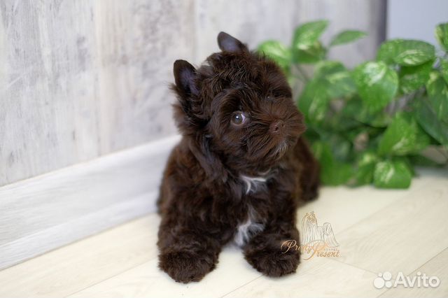 Ханта, девочка шоколадного йорка