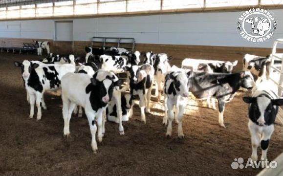 Телята бычки