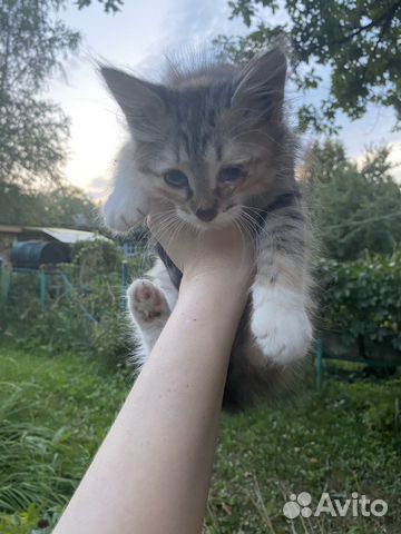 Кошечка на счастье