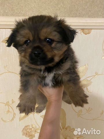 Собака