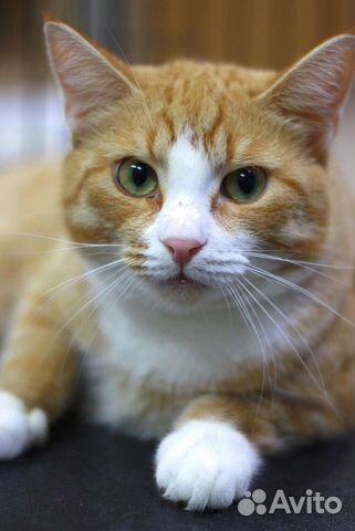 Руф, как же тебе нужно домой