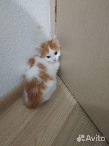 Котенок