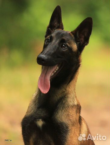 Щенок малинуа