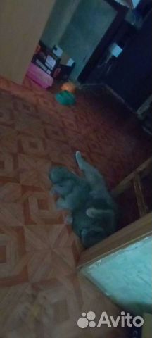 Помесь британская вислоухая