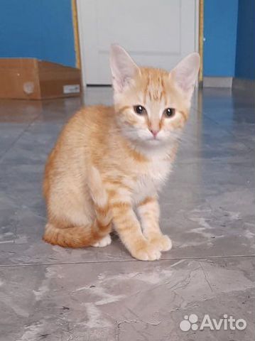 Милана