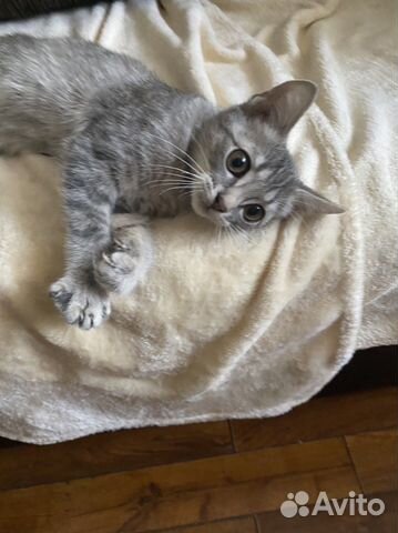 Котёнок