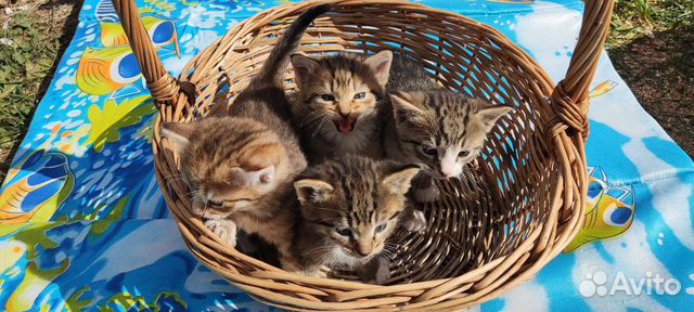Котята в добрые руки бесплатно