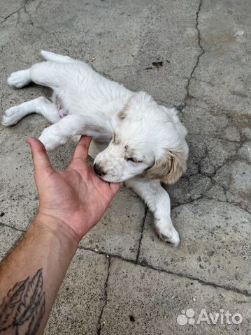 Английский сеттер