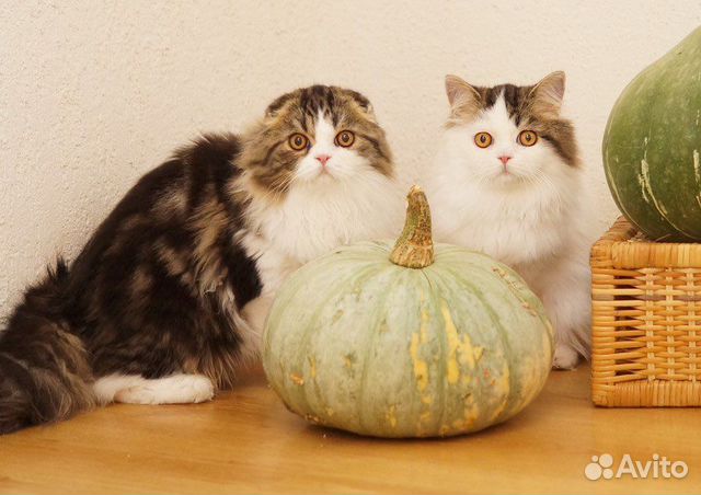 Хайленд фолд, котик