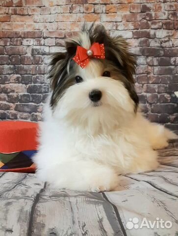 Продается щенок бивер