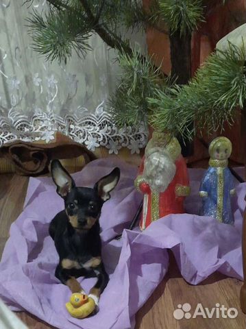 Вязка той-терьер