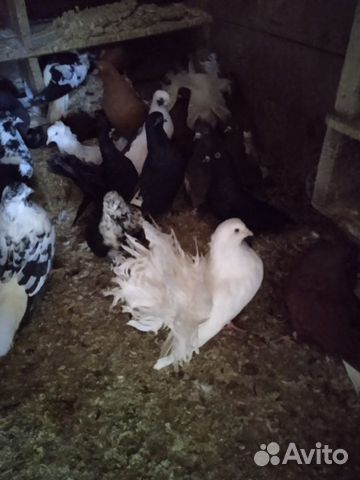 Продажа голубей