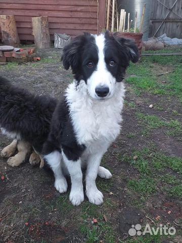 Щенок мальчик бесплатно