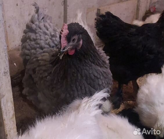 Куры маран голубомедные