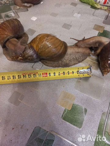 Улитка Ахатина