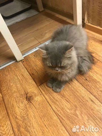 Персидский кот