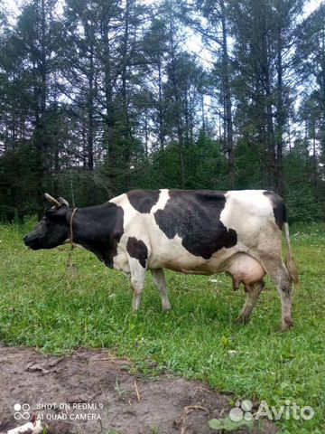 Корова дойная