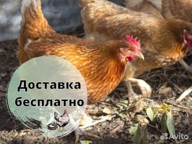 Куры несушки