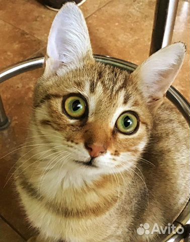 Белочка ищет дом